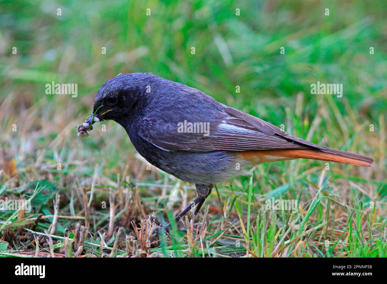 Black redstart phoenicurus ochruros adult male hi-res stock photography ...
