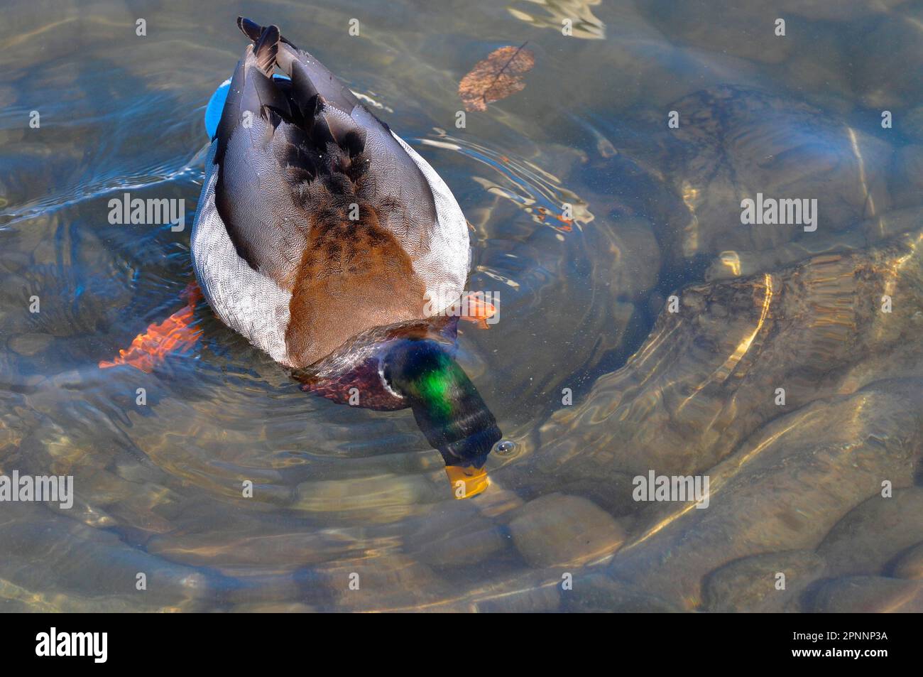 Adult male drake mallard hi-res stock photography and images - Alamy