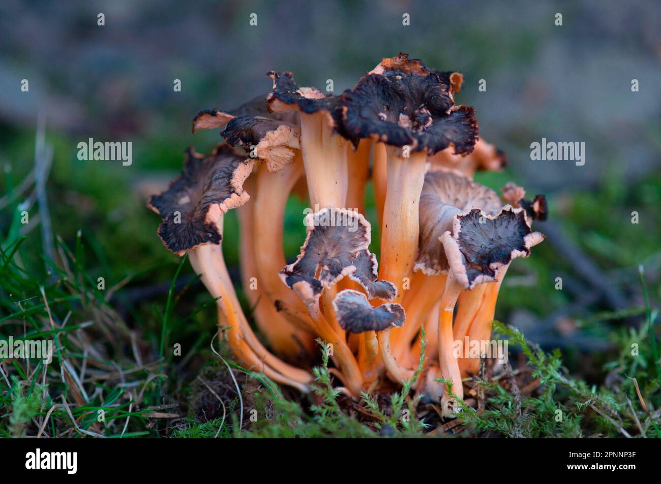 Strong creeping plant hi-res stock photography and images - Alamy