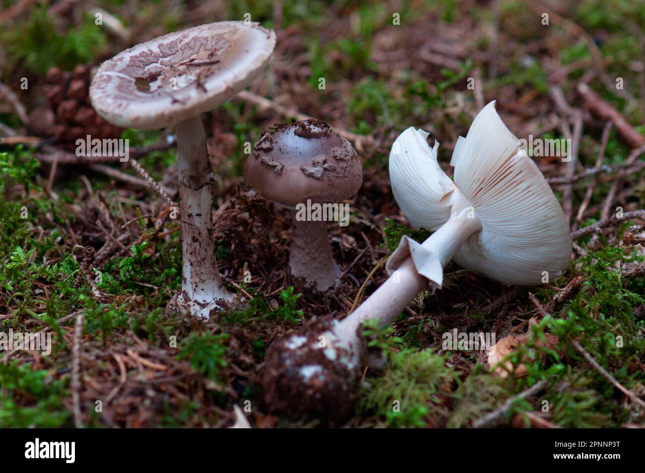 Porphyry Brown Beadling Stock Photo - Alamy