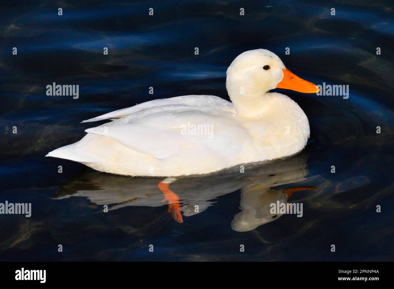 Pet duck hi-res stock photography and images - Alamy
