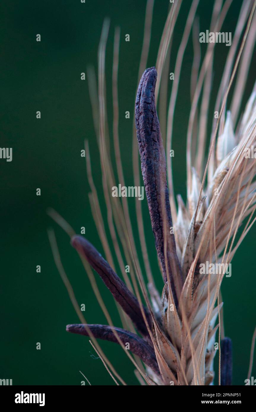 Ergot fungus (Claviceps purpurea Stock Photo - Alamy