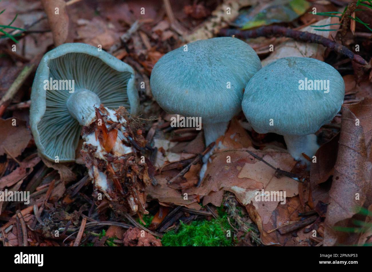 Fungus cake hi-res stock photography and images - Alamy