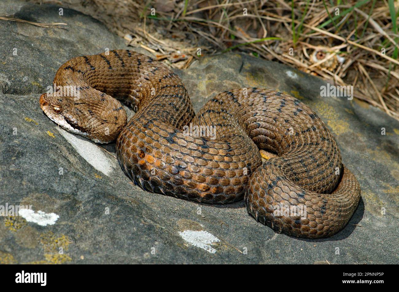 Italian adult hi-res stock photography and images - Alamy