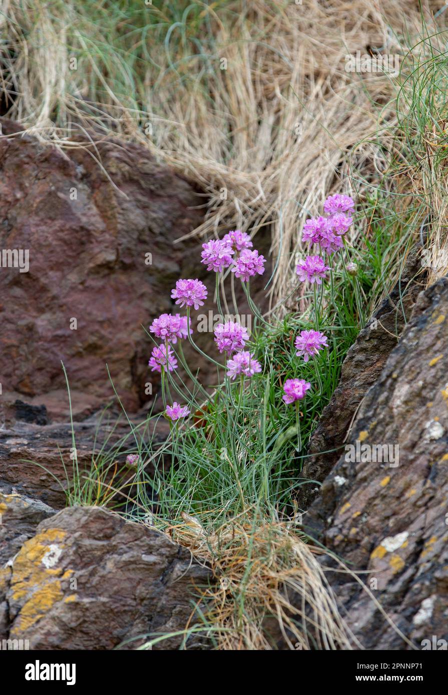 Pretty pink wild sea thrift flowers growing along the rugged coastline ...