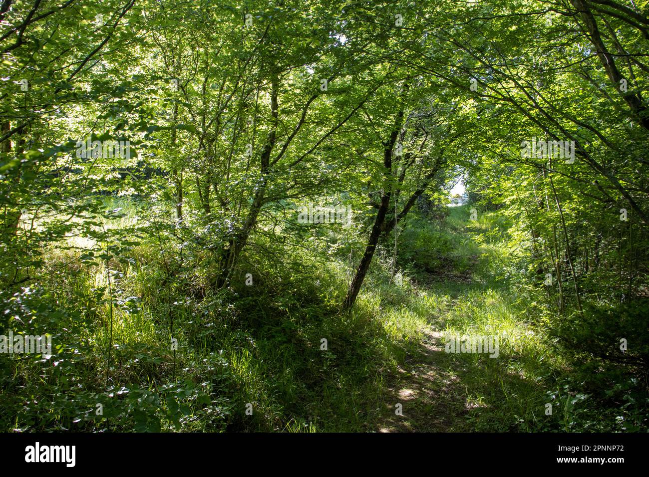 shaded path through the woods with shadows and sunlight Stock Photo - Alamy