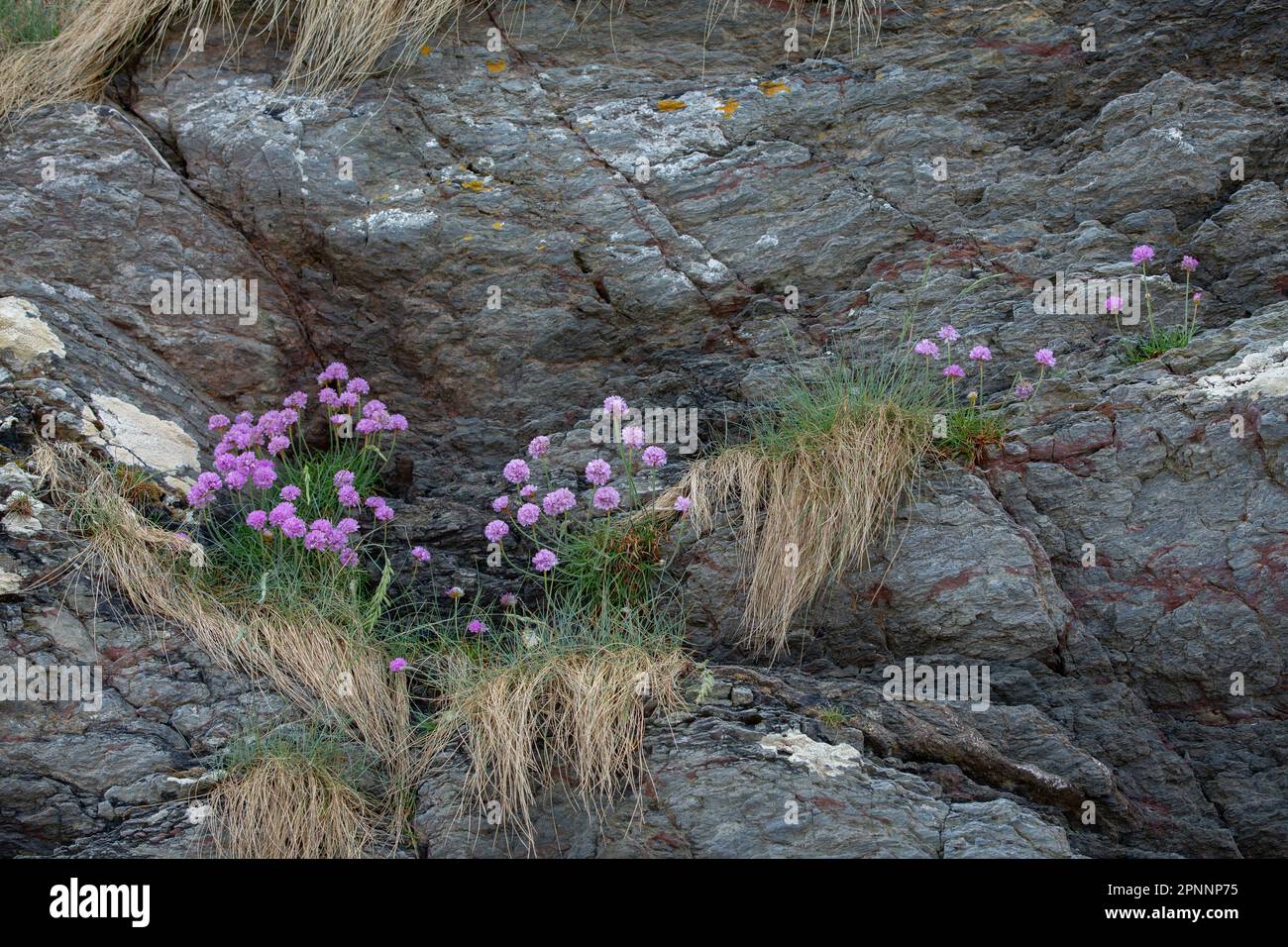 Pretty pink wild sea thrift flowers growing along the rugged coastline ...