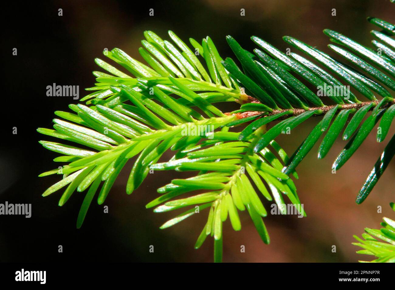 Silver conifer plant hi-res stock photography and images - Alamy