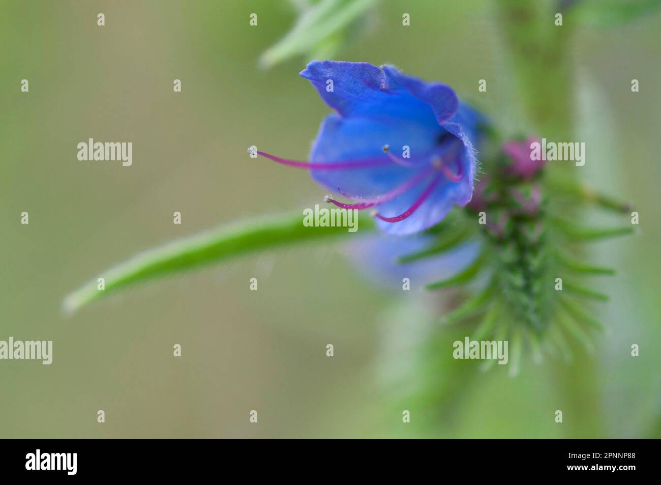 Common viper's bugloss Stock Photo - Alamy