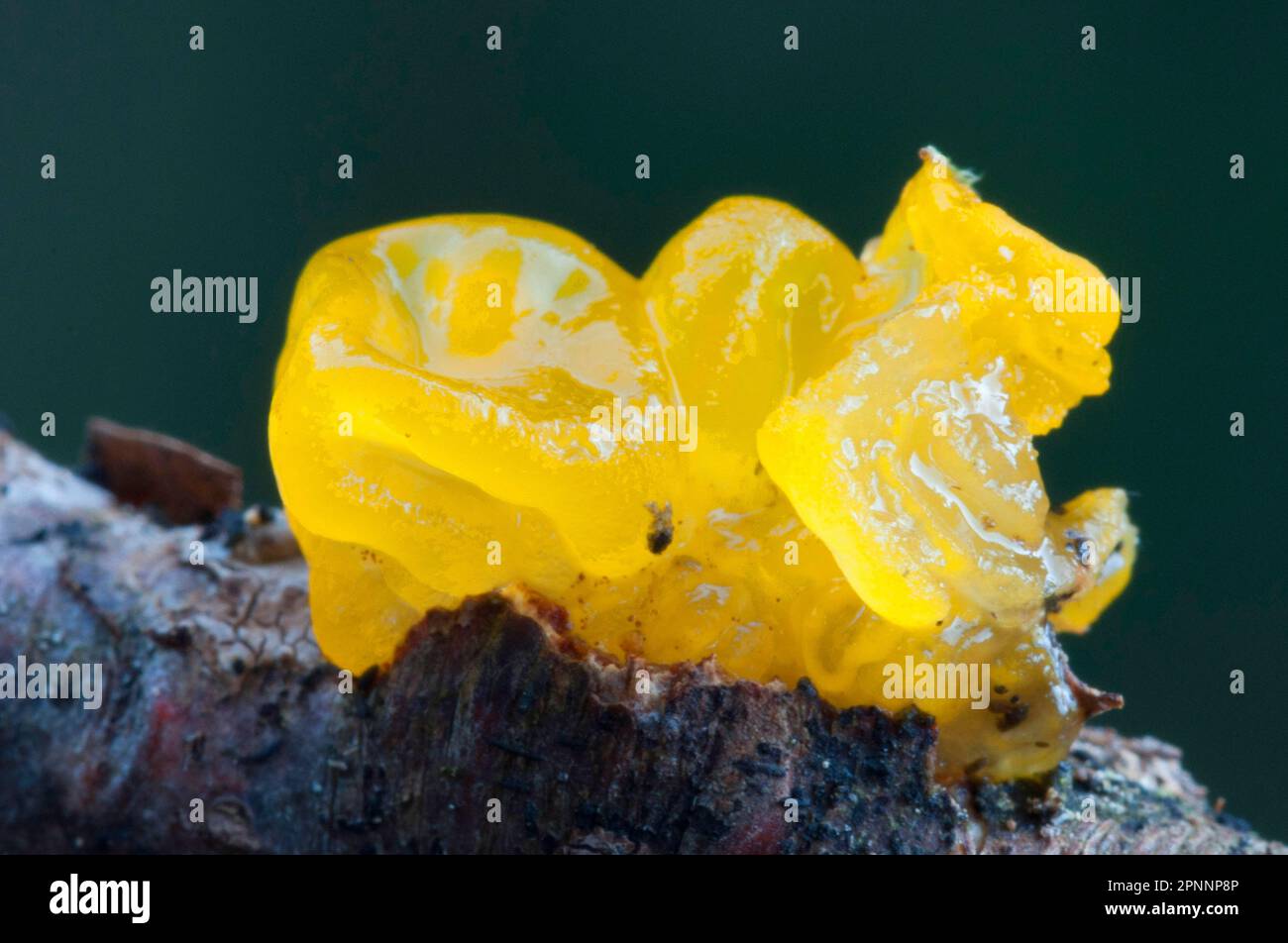 Golden yellow trembling Stock Photo - Alamy