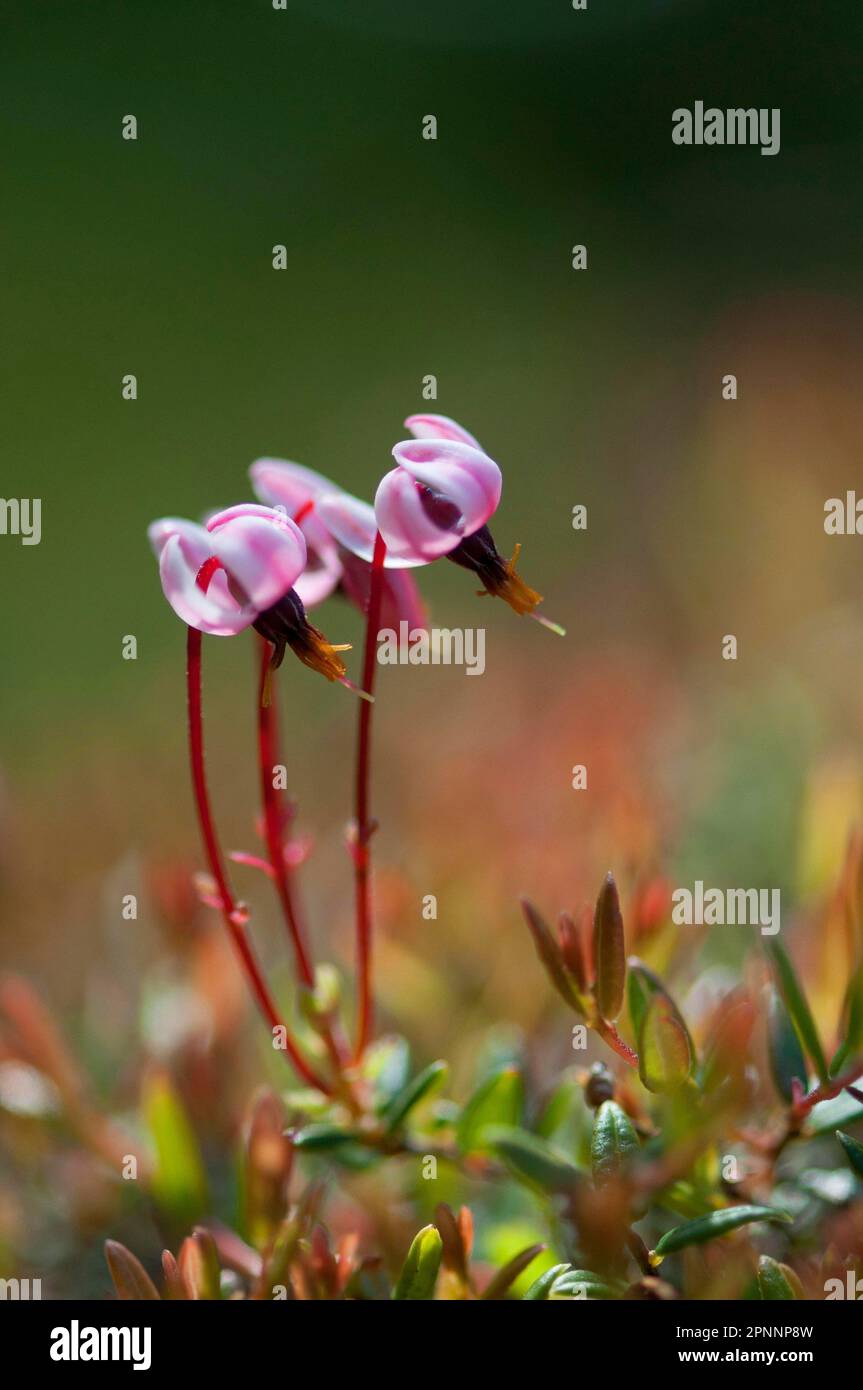 Cranberry flower hi-res stock photography and images - Alamy