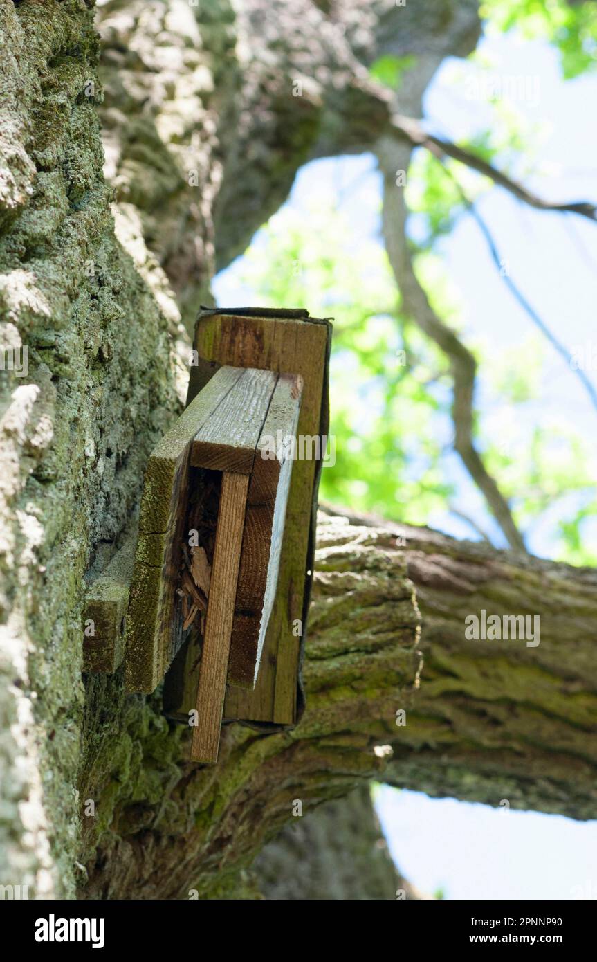 Treecreeper nesting box Stock Photo - Alamy