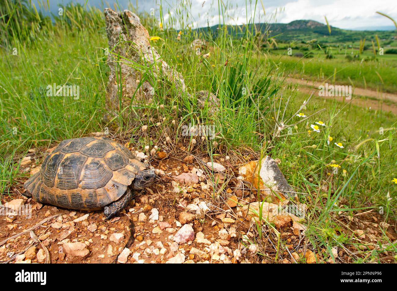 Tortoise in habitat Stock Photo - Alamy