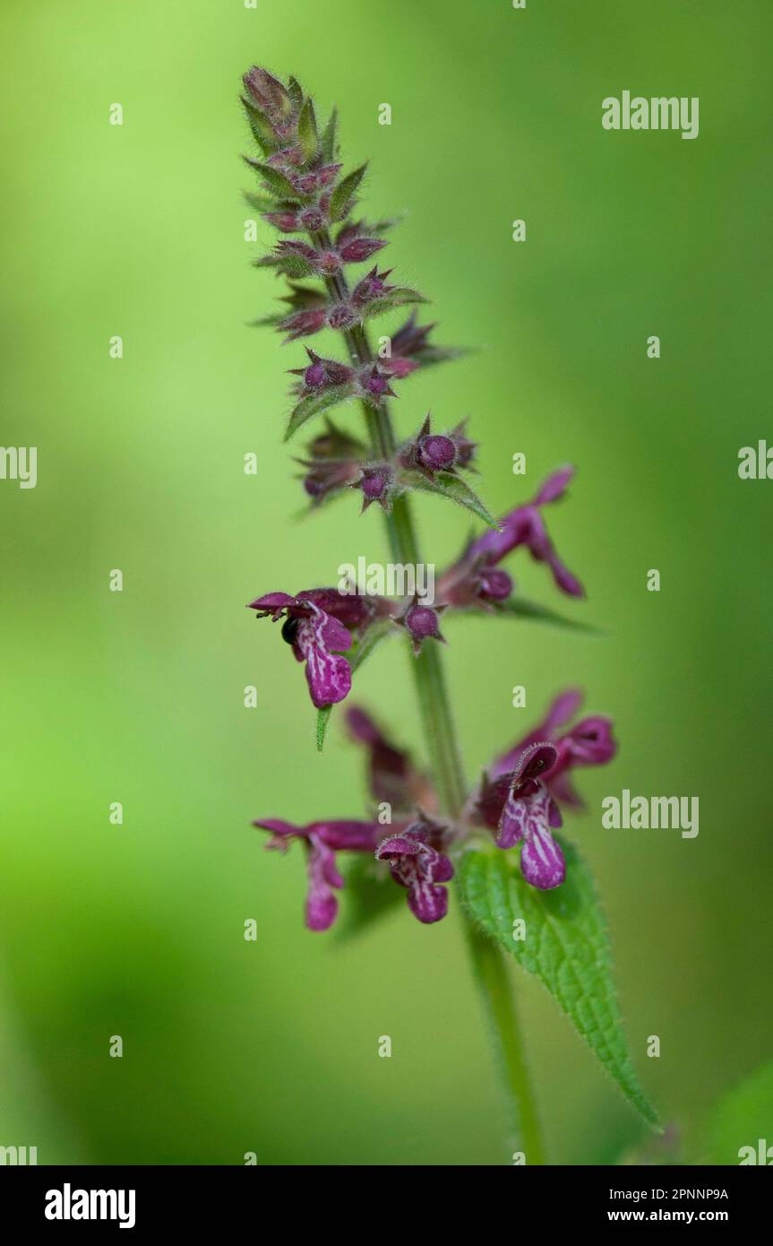 Plant stachys sylvatica hi-res stock photography and images - Alamy