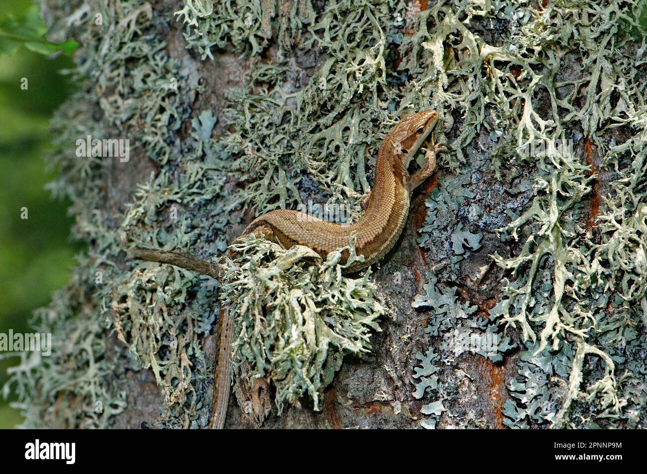 Meadow lizard hi-res stock photography and images - Alamy