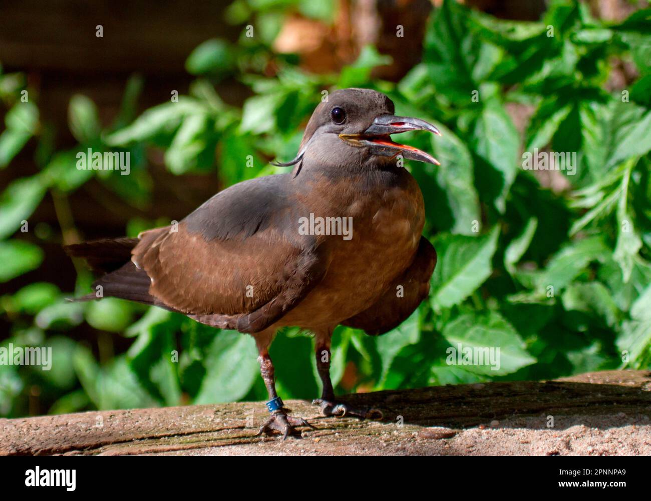 Peruvian tern hi-res stock photography and images - Alamy