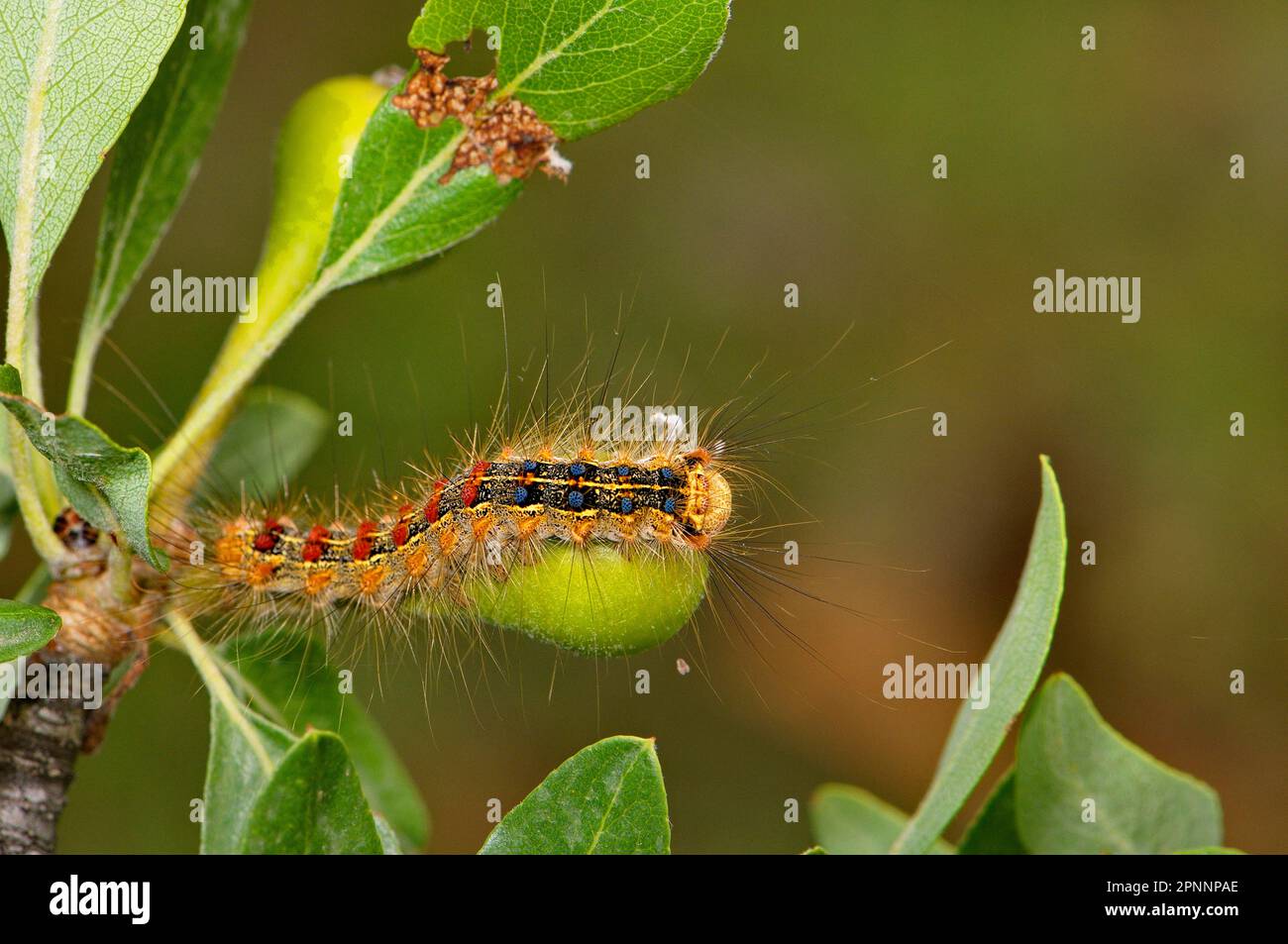 Caterpillar of the gypsy moth Stock Photo - Alamy