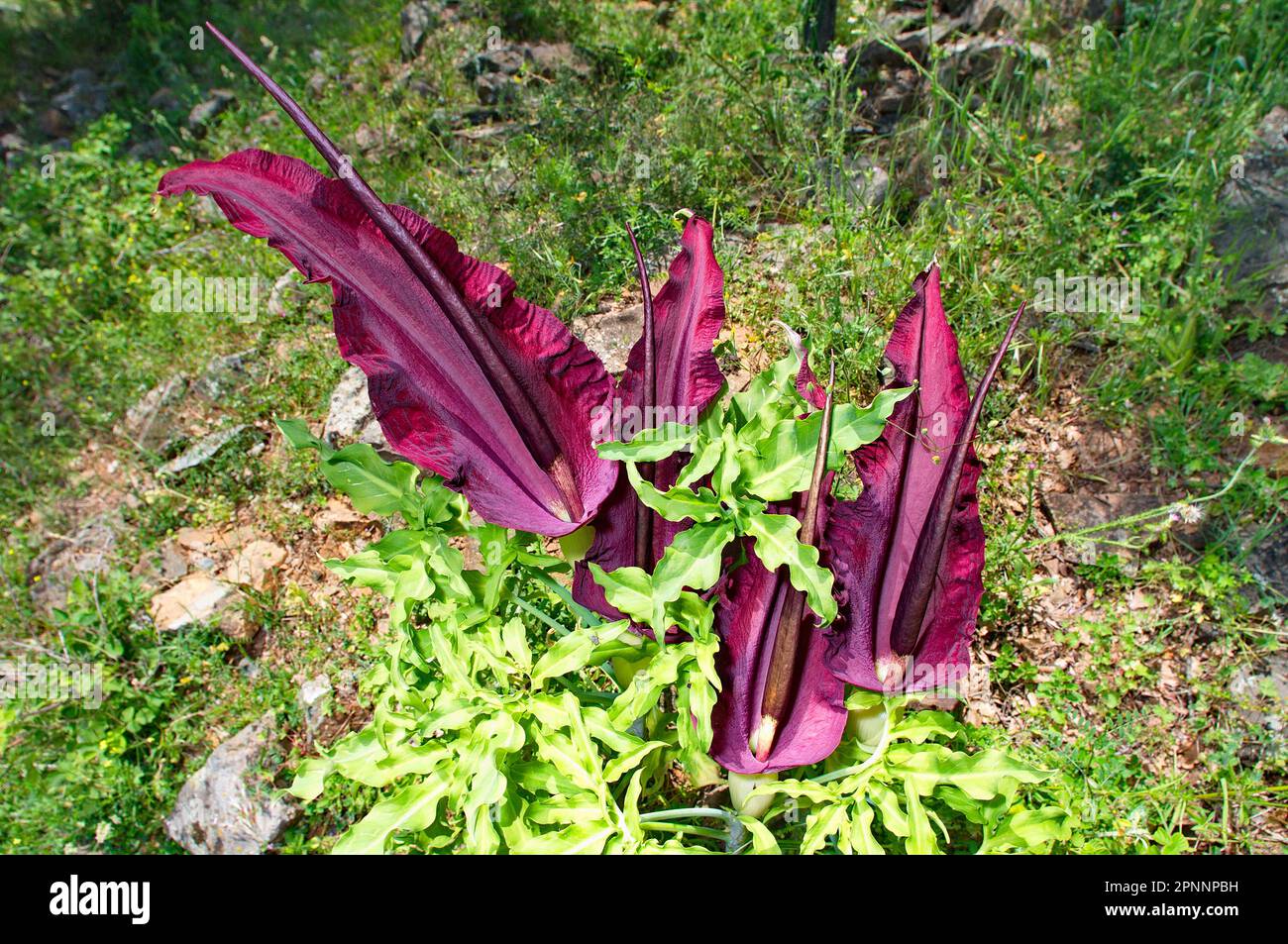 Common dracunculus vulgaris hi-res stock photography and images - Alamy