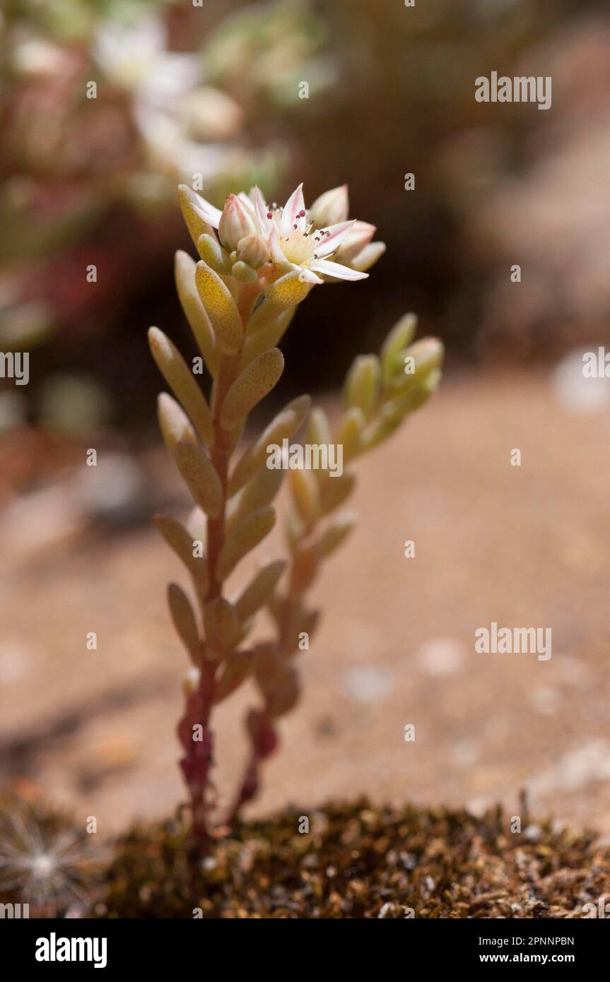 Spanish stonecrop hi-res stock photography and images - Alamy