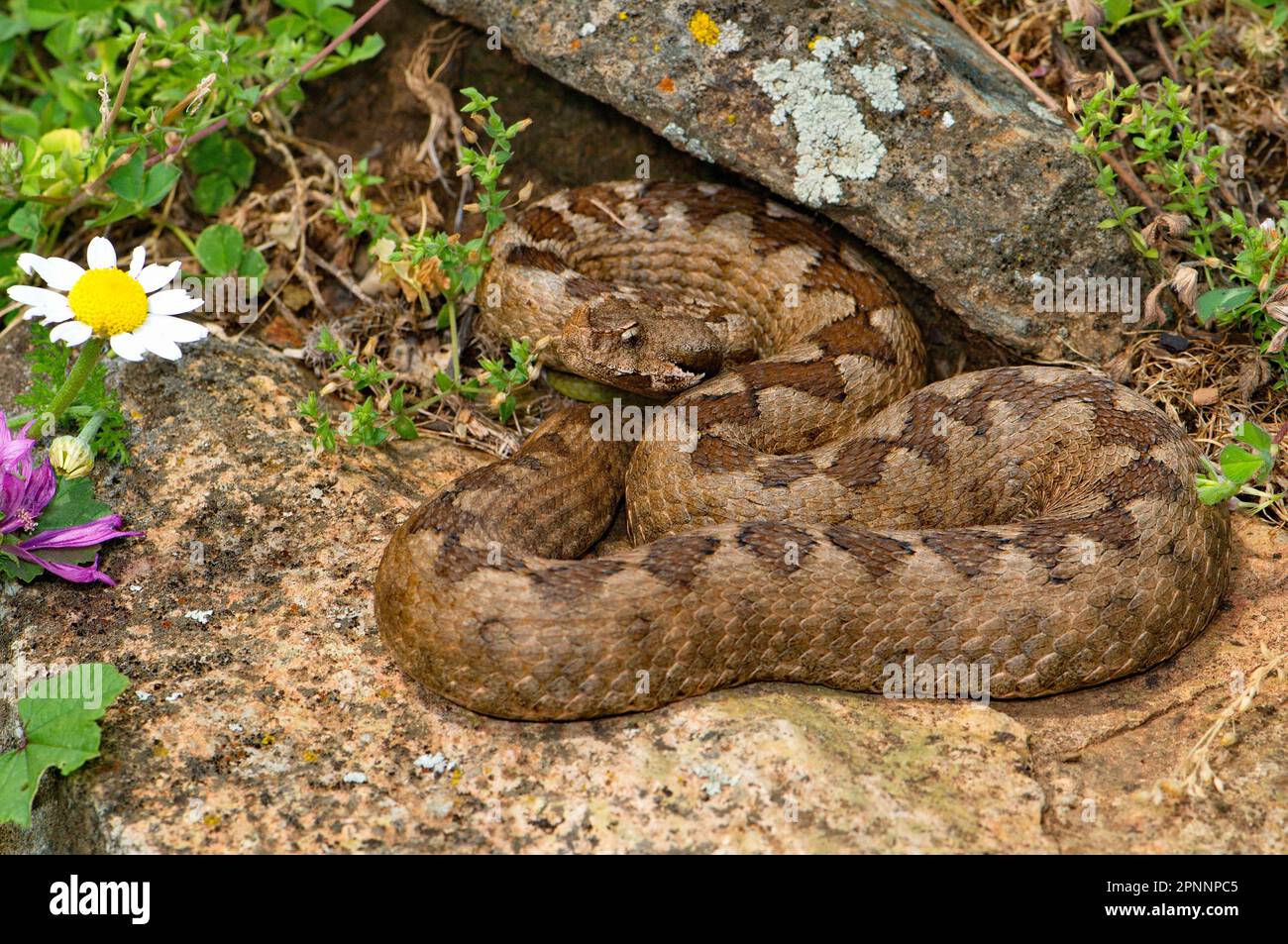 Southern horned viper Stock Photo - Alamy
