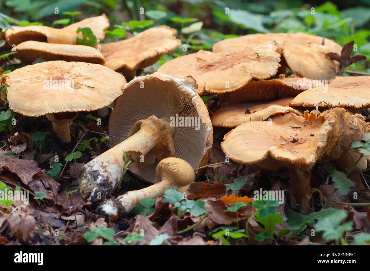 Golden glimmer hi-res stock photography and images - Alamy