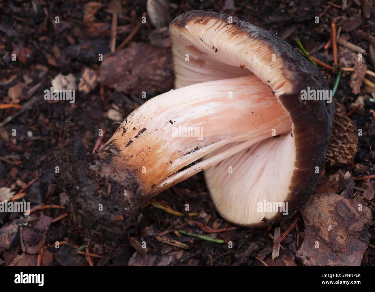 Rosaceous hi-res stock photography and images - Alamy