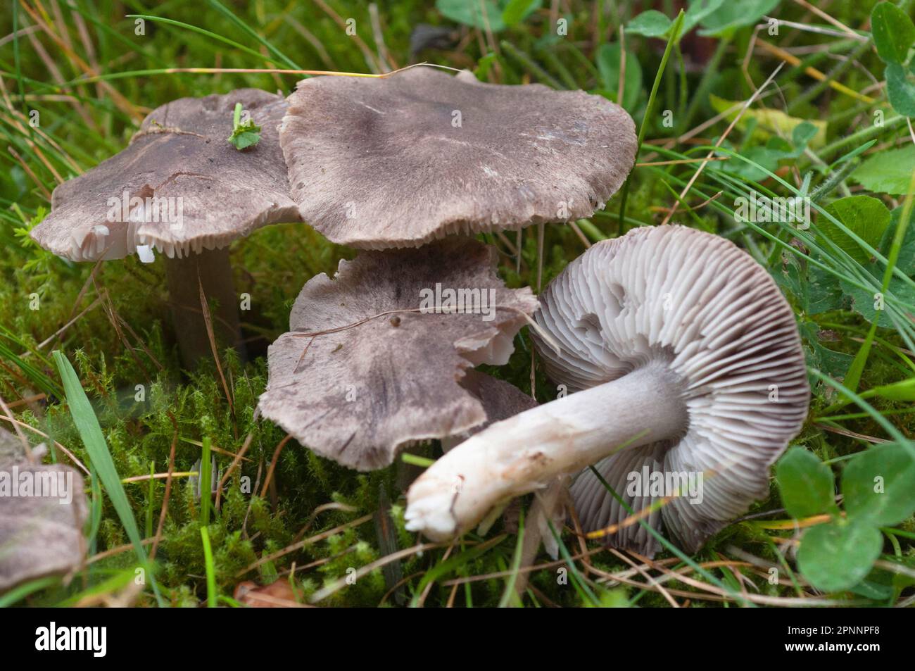 Common Earth Knightling Stock Photo - Alamy