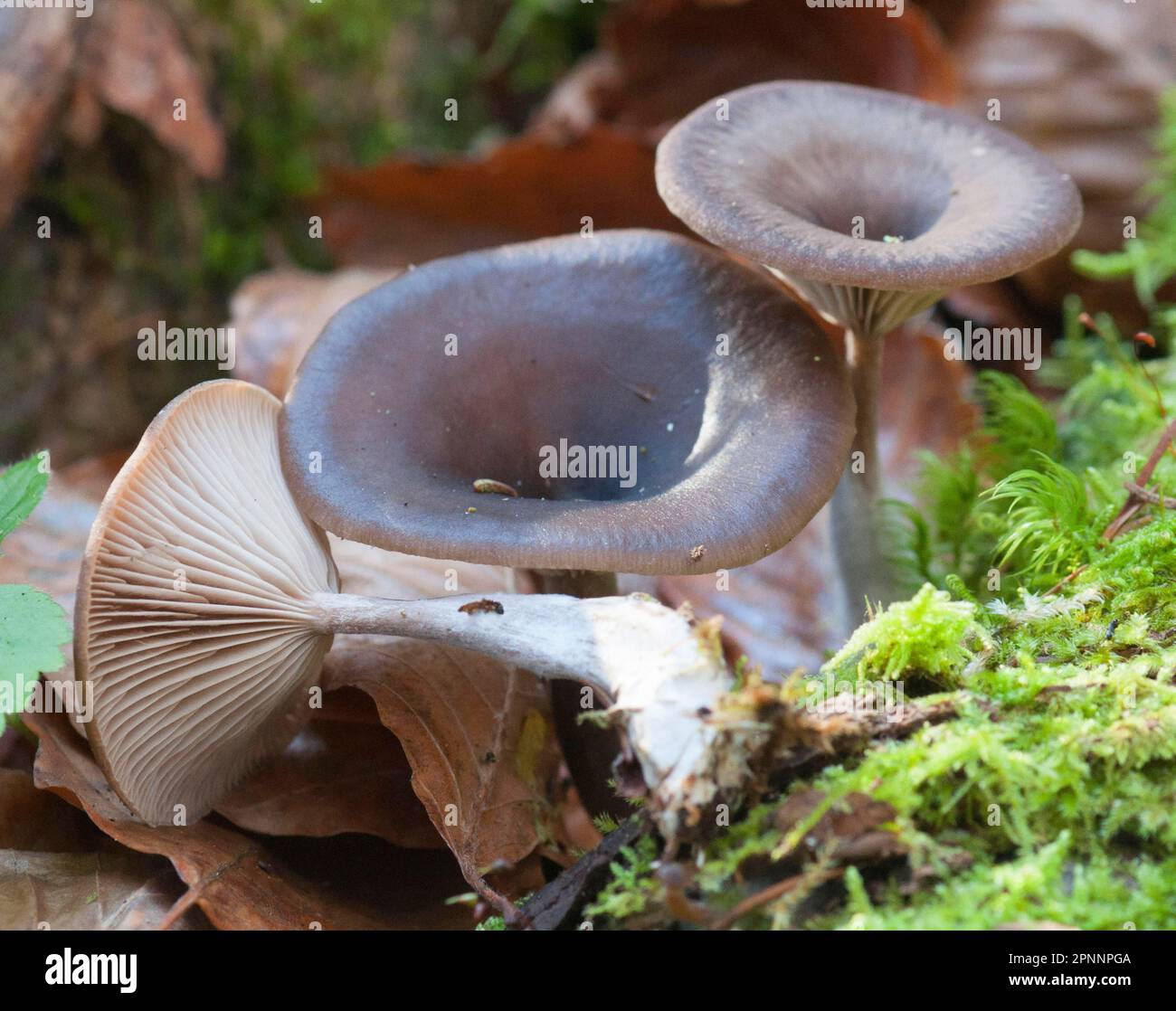 Cyathiformis hi-res stock photography and images - Alamy