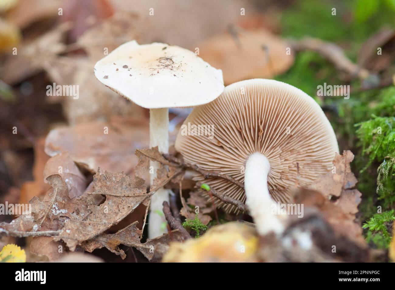 Plant broken stem hi-res stock photography and images - Alamy