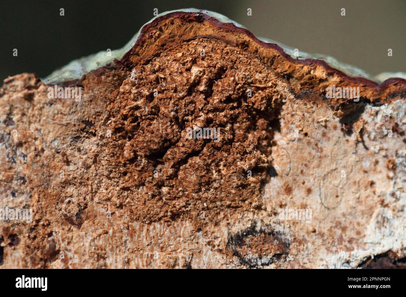 Mycelial hi-res stock photography and images - Alamy