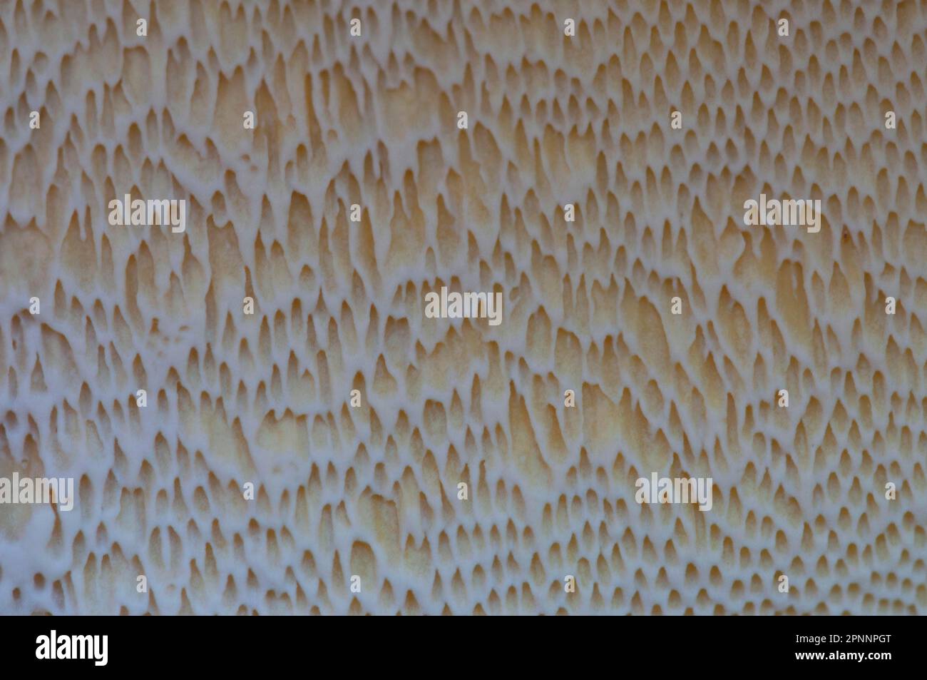 Red-edged tree fungus, pores Stock Photo - Alamy