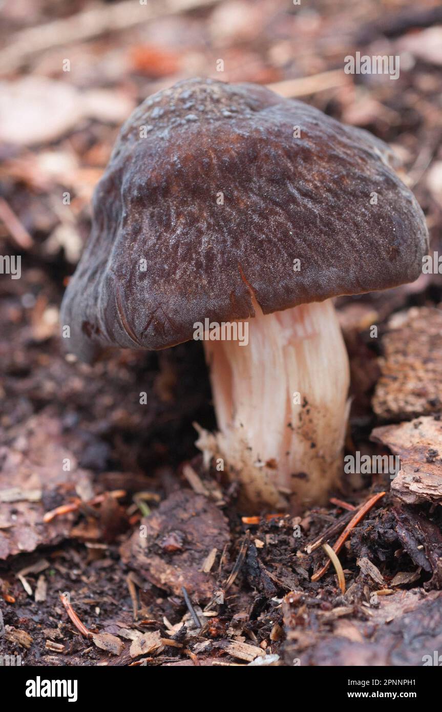 Rosaceous hi-res stock photography and images - Alamy