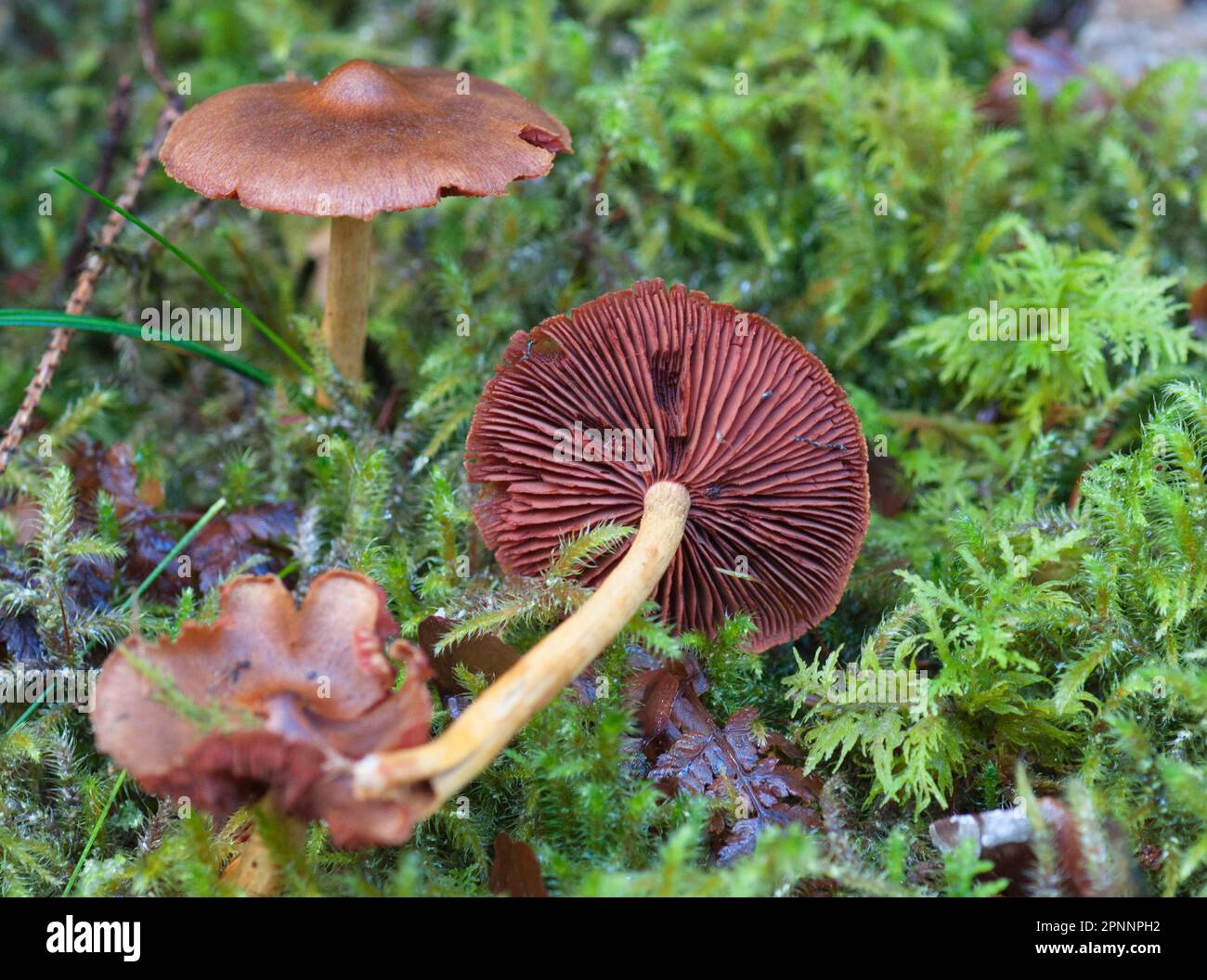Blood head skin hi-res stock photography and images - Alamy
