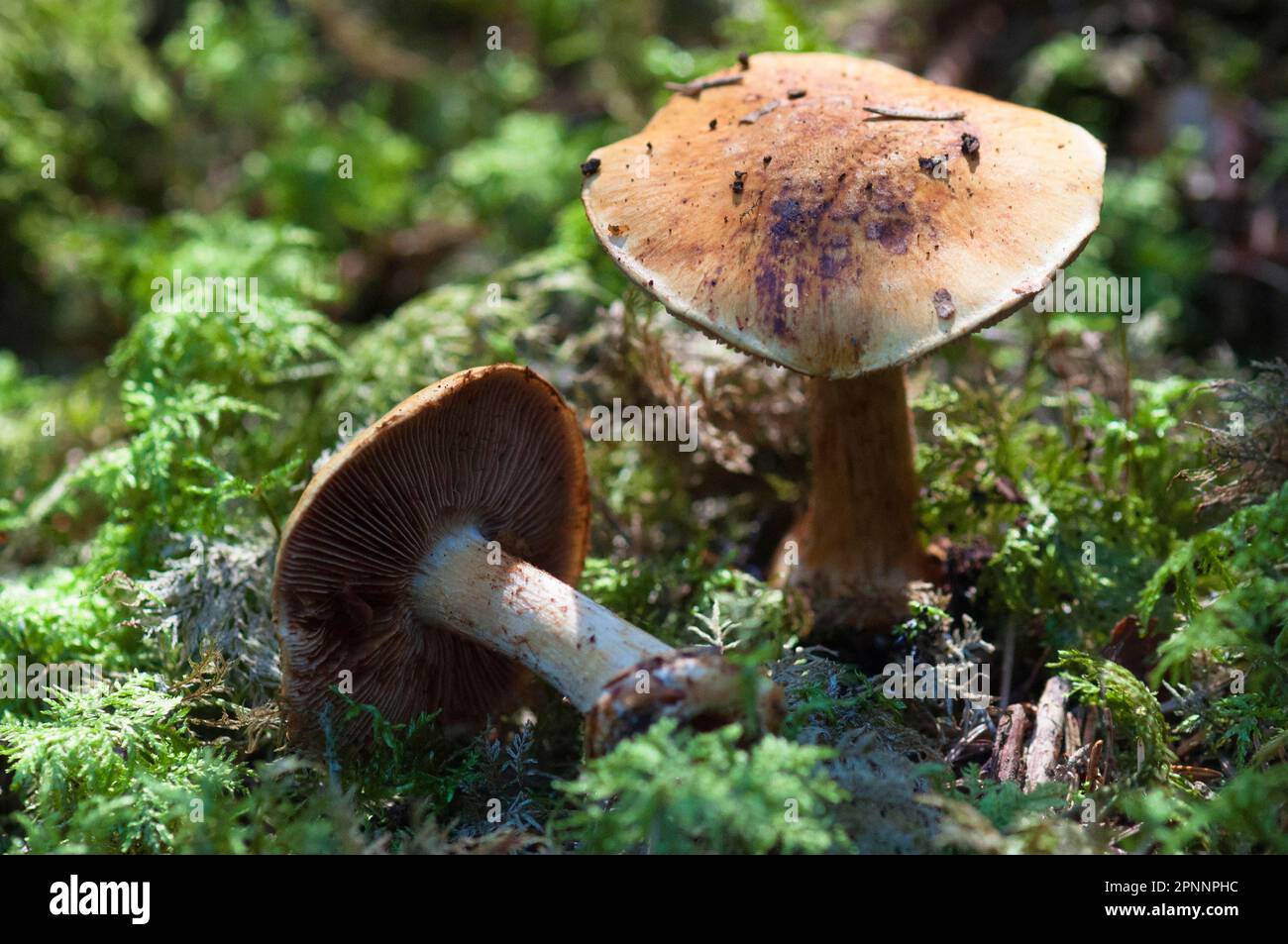 Spicy slime head Stock Photo - Alamy