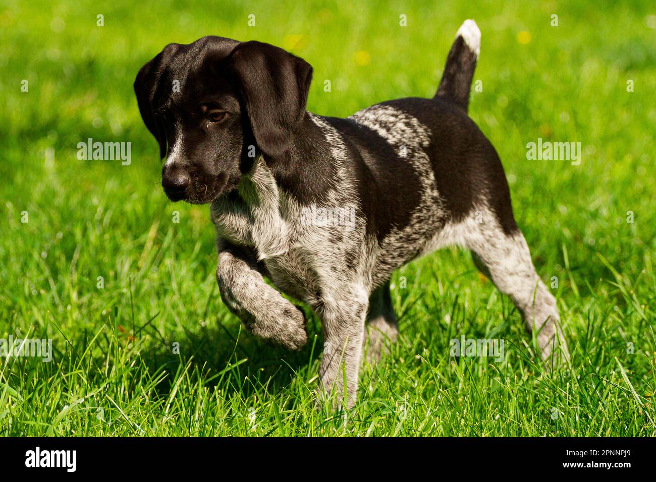 German Wirehair, Puppy protruding, protruding Stock Photo - Alamy