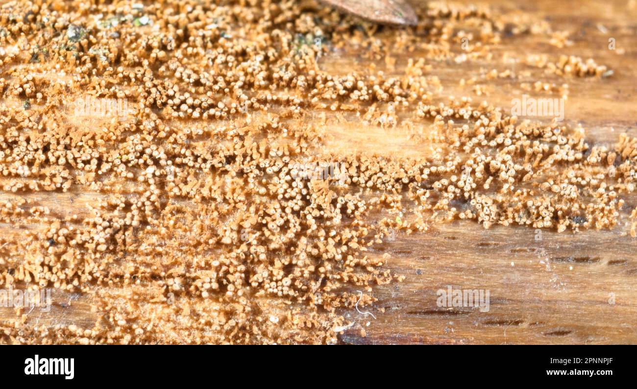 Yellow-brown hairy turf Stock Photo - Alamy