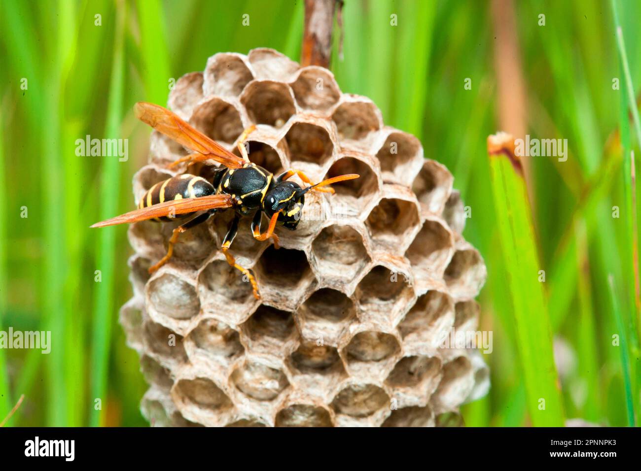 Vespula germanica nest hi-res stock photography and images - Alamy