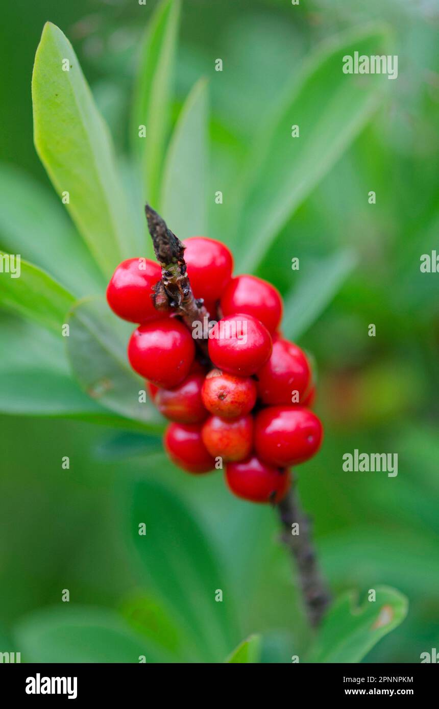 Daphne mezereum seed hi-res stock photography and images - Alamy