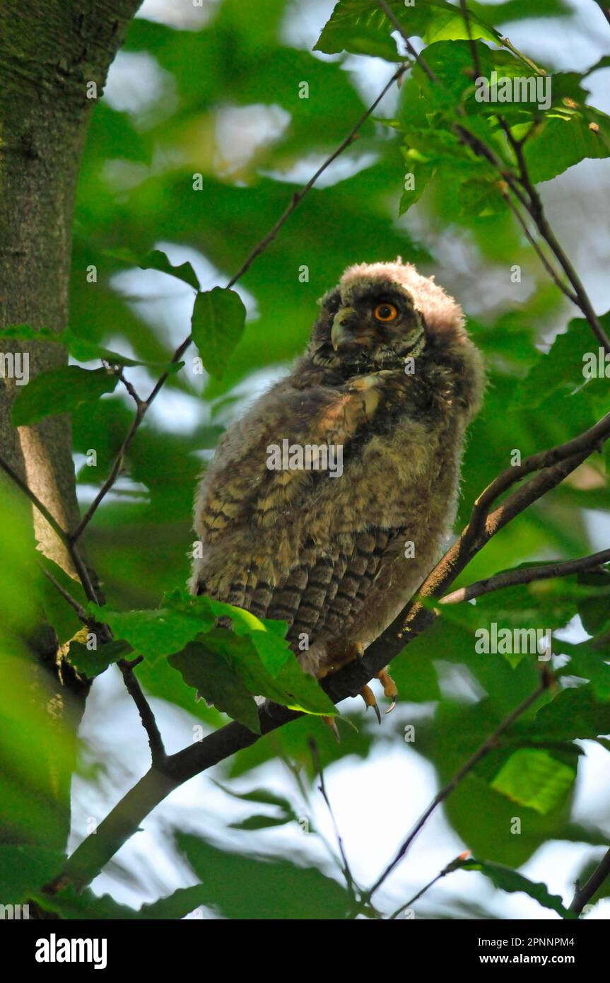 Long-eared owl, branchling Stock Photo - Alamy