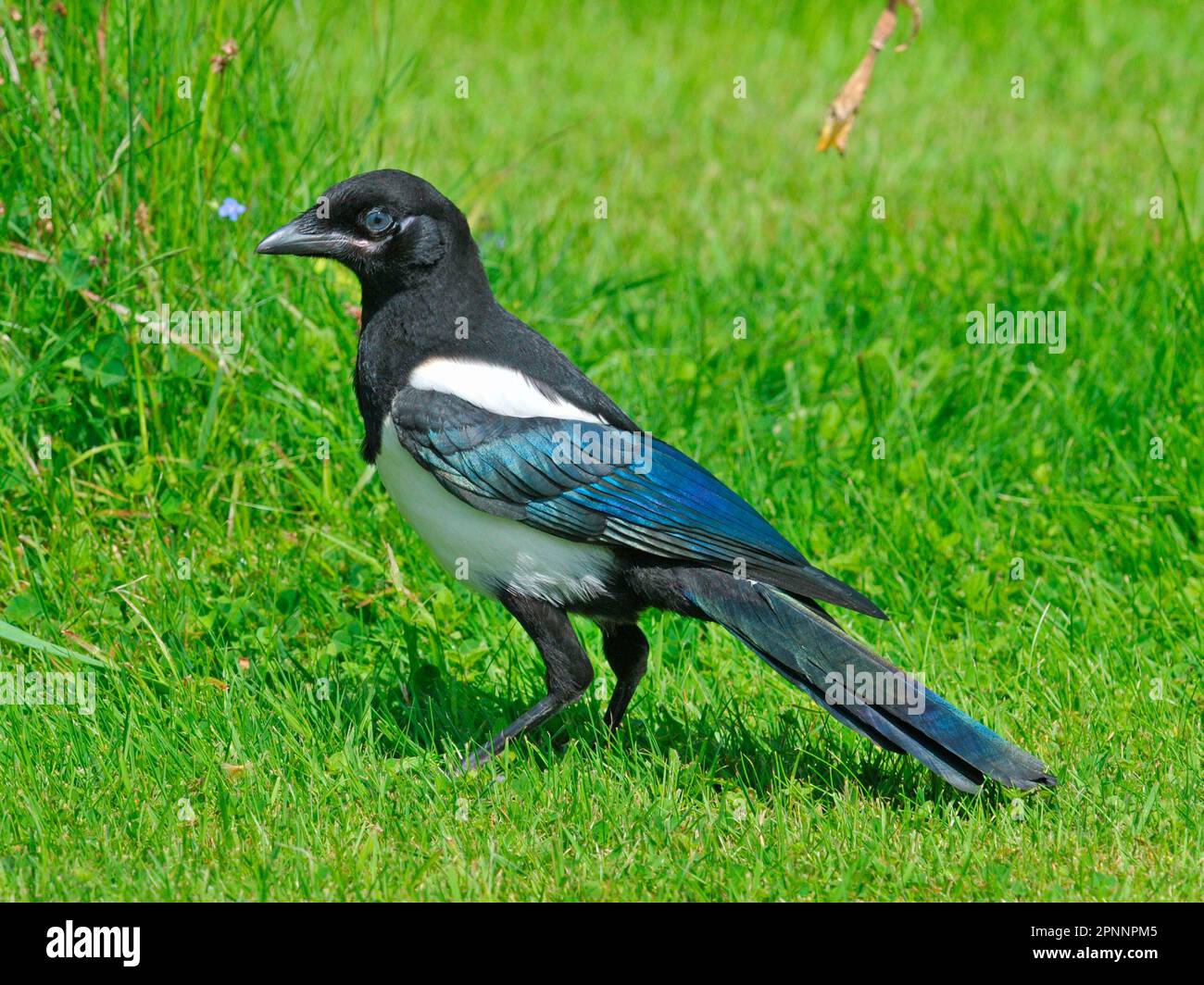 Juvenile magpie hi-res stock photography and images - Alamy