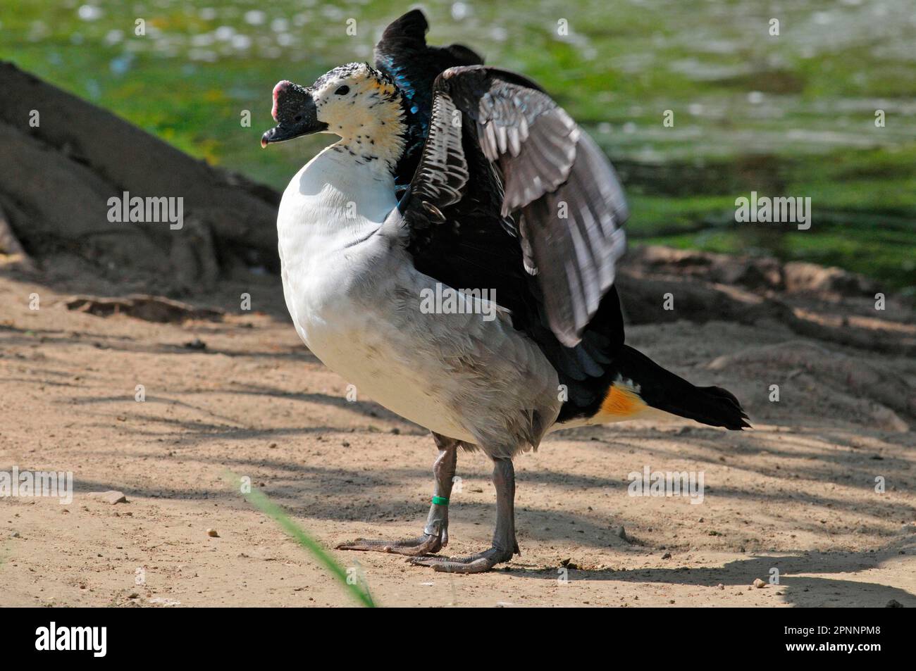 Humpbacked lance duck, male Stock Photo - Alamy