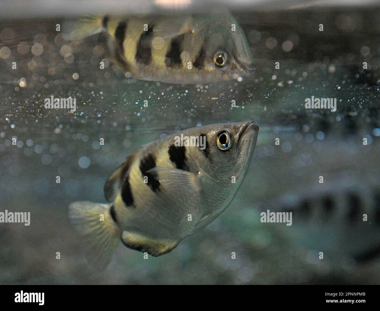 Carangiformes hi-res stock photography and images - Alamy