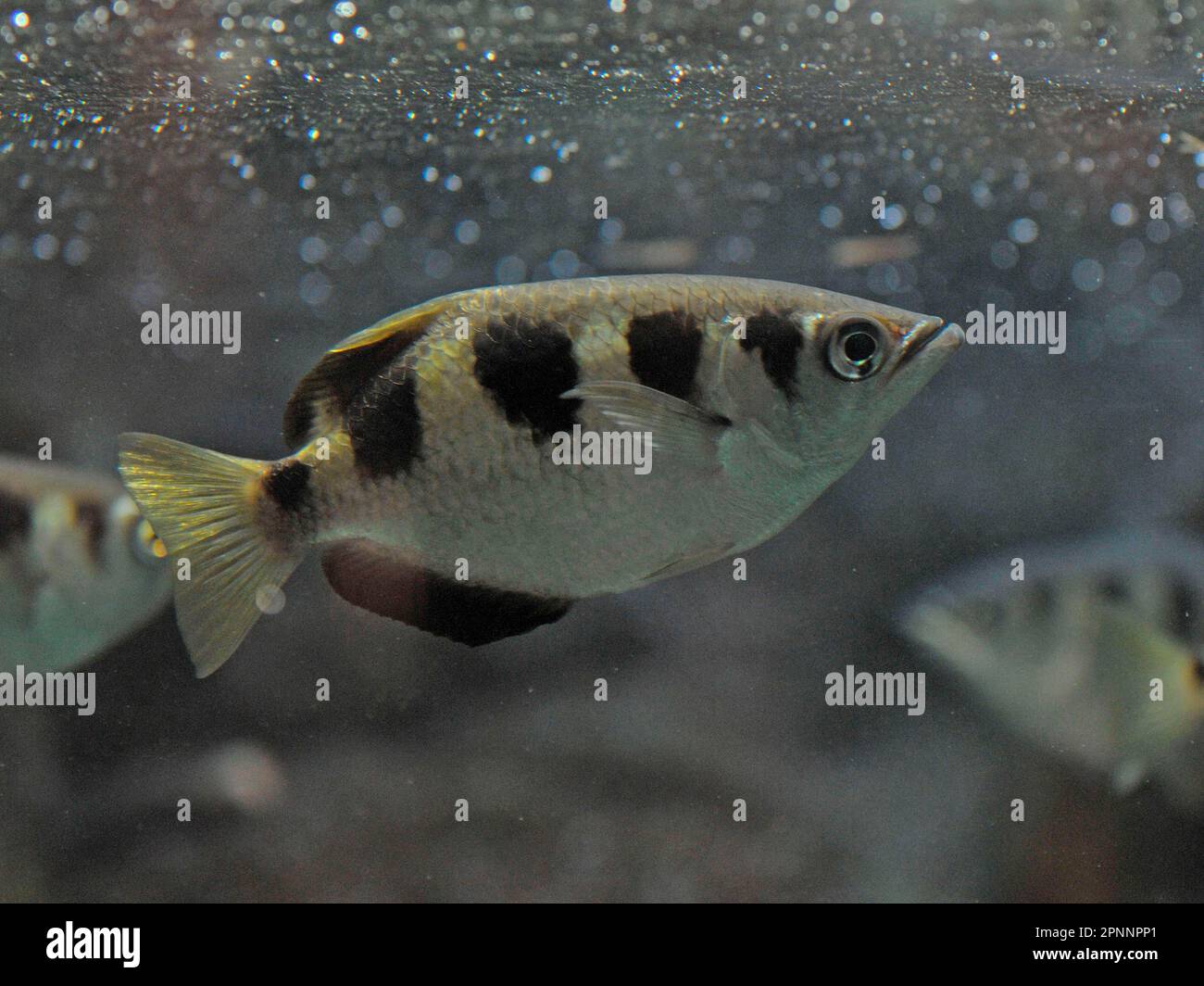 Archerfish hi-res stock photography and images - Alamy