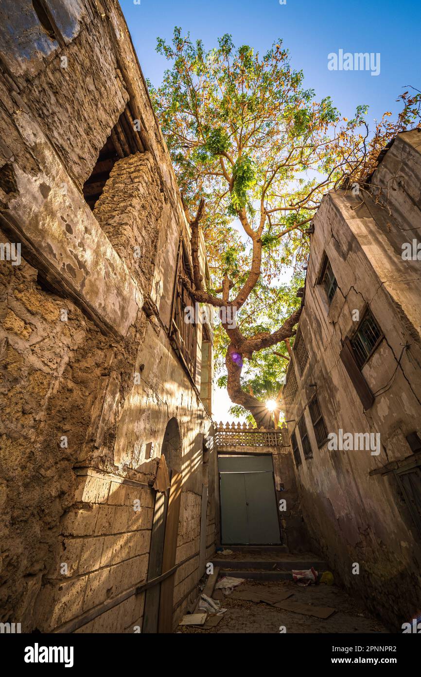Scenic and idyllic view of a tree in the courtyard of a traditional ...