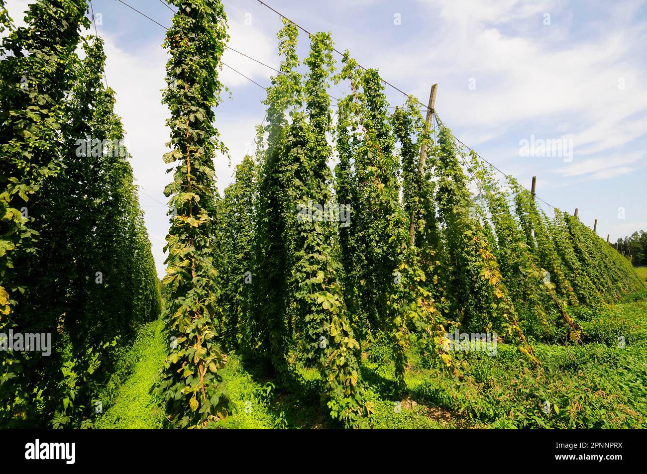 Hemp and hops hi-res stock photography and images - Alamy