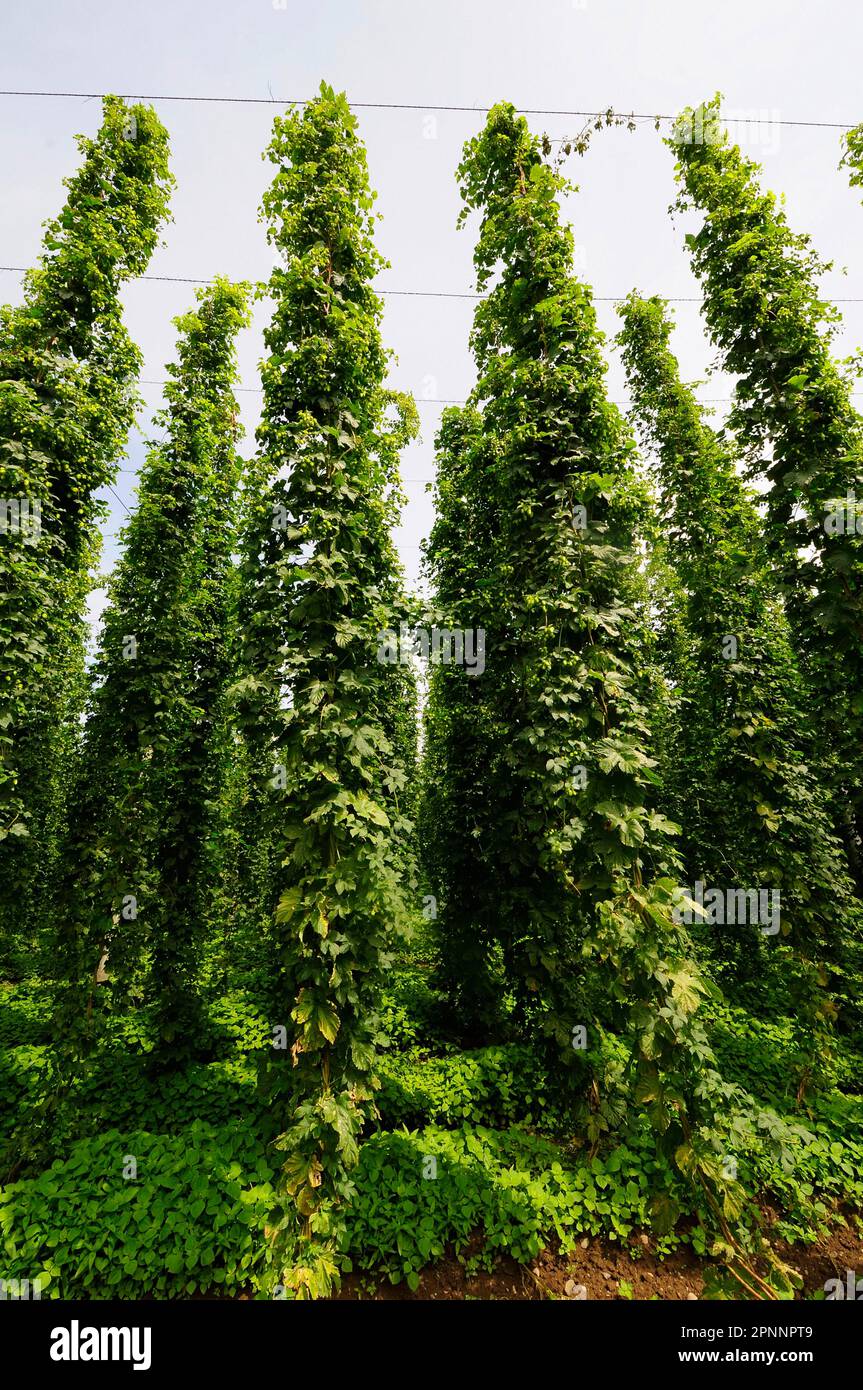 Ground hops hi-res stock photography and images - Alamy