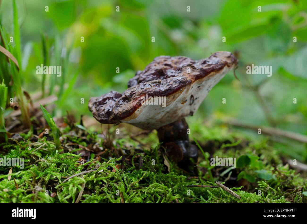 Carnosum hi-res stock photography and images - Alamy
