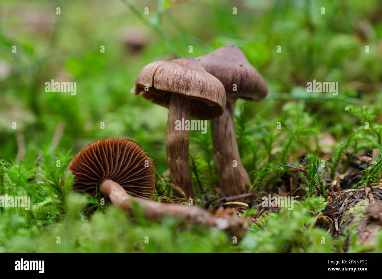 Dark brown belt foot Stock Photo - Alamy