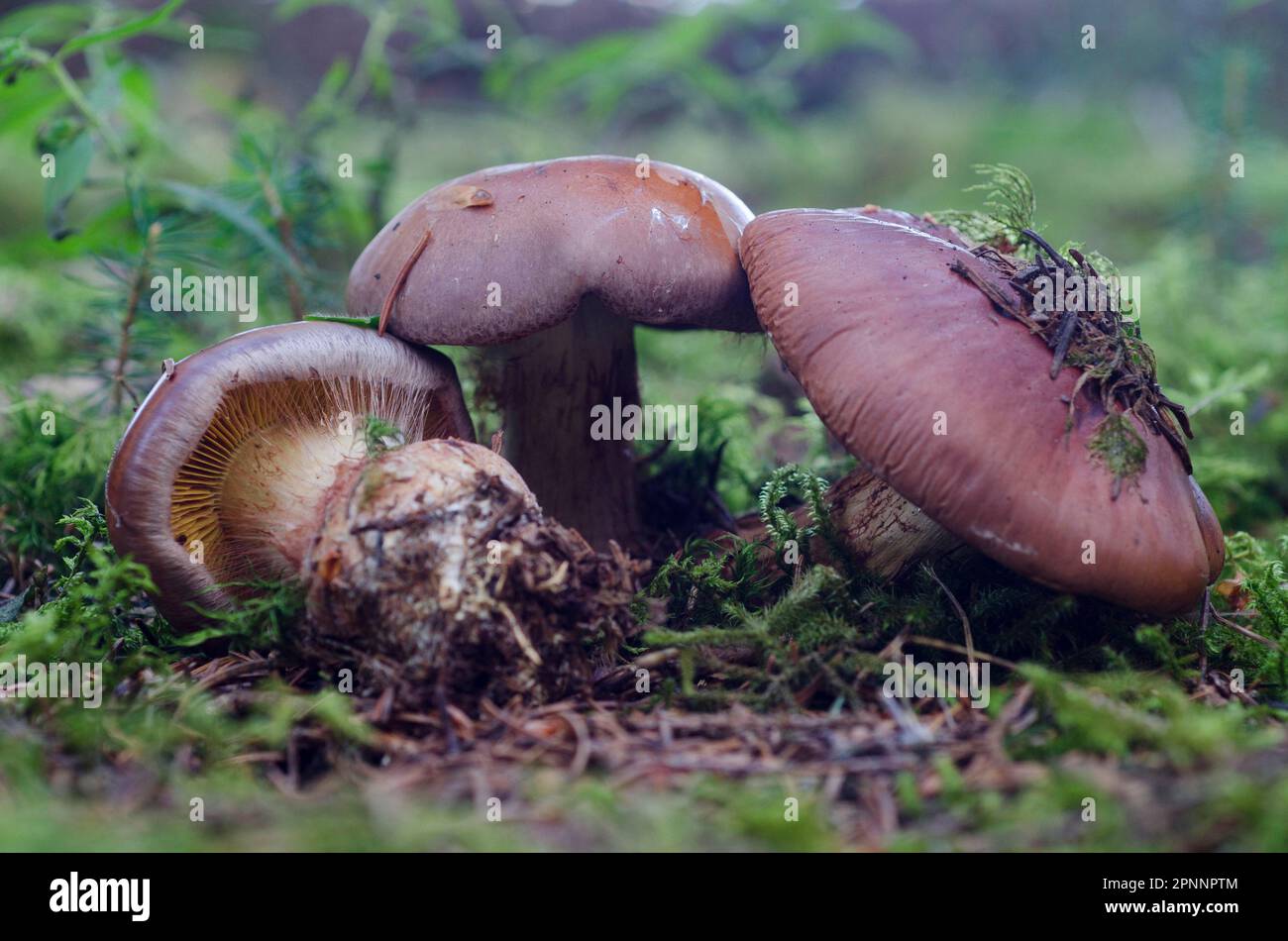 Clubfoot hi-res stock photography and images - Alamy