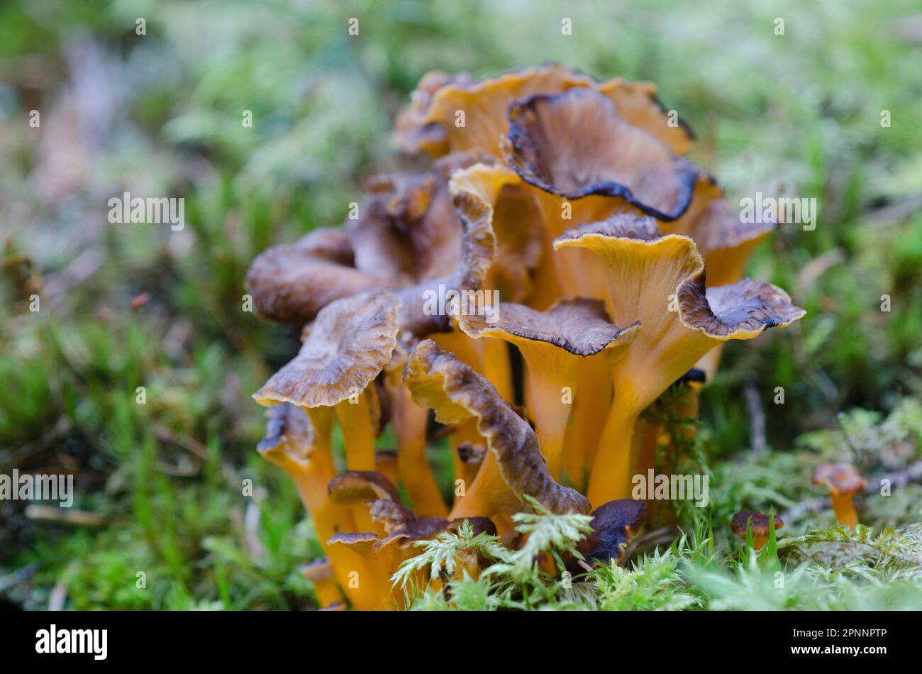 Strong creeping plant hi-res stock photography and images - Alamy